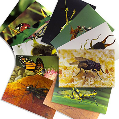 Stages Learning Materials Insects Posters for Classroom Decoration ...