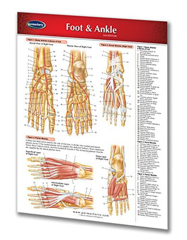 Foot and Ankle Guide - Medical Quick Reference Guide by Permacharts ...