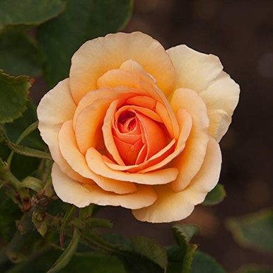 Own-Root One Gallon Anne Harkness English Legend Rose by Heirloom Roses ...