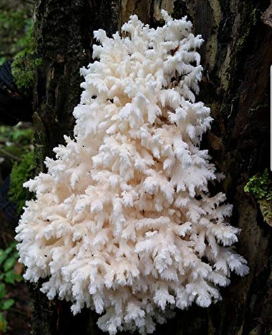 100 Bears Head Tooth Mushroom Spawn Plugs to Grow Gourmet and Medicinal ...