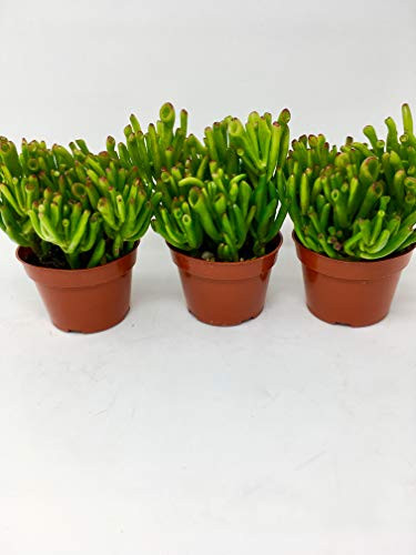 Hobbit Jade Plant - Crassula ovuta - Easy to Grow - 4 inch Pot -2 ...