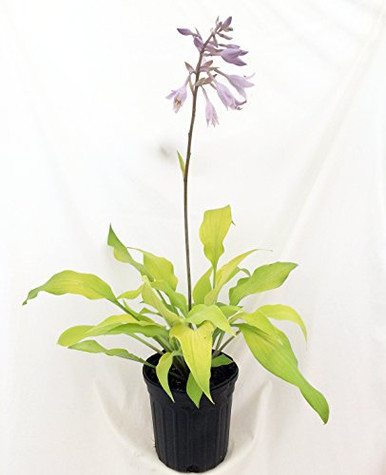 Prairie Moon Hosta - Golden Yellow Leaves All Spring Summer Fall ...