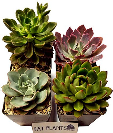 Fat Plants San Diego Large Rosette Succulent Plant Collection in ...