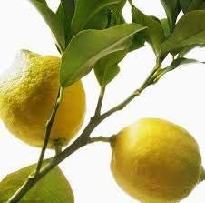 Rare Lemon Tree Indoor Outdoor Available Heirloom Non - GMO Fruit Seeds ...