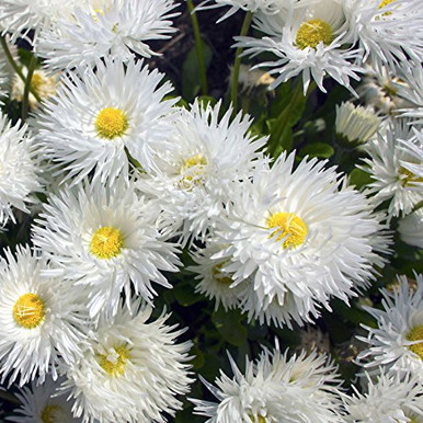 Shasta Daisy Flower Seeds - Crazy Daisy Variety - 1000 Seeds - White ...