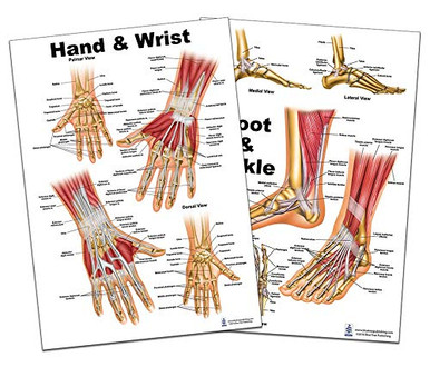 Foot and Ankle Hand and Wrist Anatomical Poster Set size 12Wx17T ...