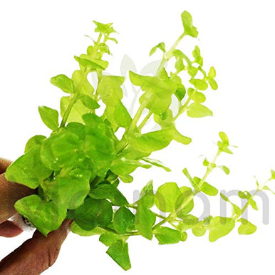 Mainam Lysimachia Nummularia Aurea Golden Creeping Jenny Freshwater ...