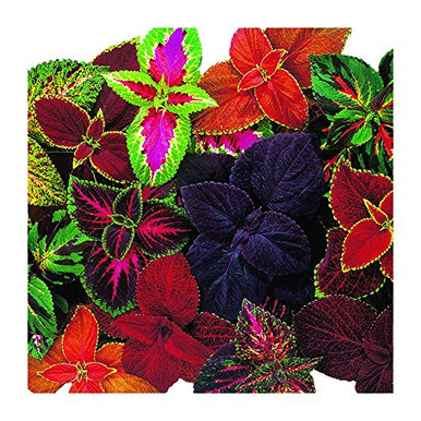 Park Seed Giant Exhibition Complete Mix Coleus Seeds Includes 20 Seeds ...
