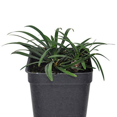 Ophiopogon japonicus Kyoto Dwarf Dwarf Mondo Grass 3 inch 2.6x3.5 inch ...