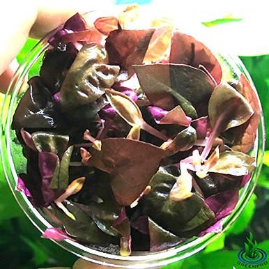 Greenpro Alternanthera Reineckii VAR. Roseafolia Telanthera Red Live ...