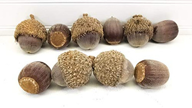 20 Mossy Cup Bur Oak Acorns Seeds from North Texas with Caps - Quercus ...