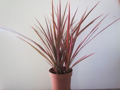 Dracaena Marginata Colorama - Tri-color Dragon Tree Houseplant From Jm ...