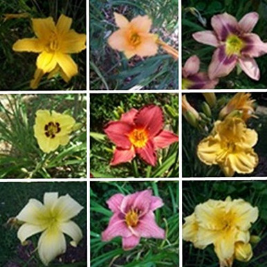 30 Plus Seeds of Hemerocallis - Daylily Mix. Perennial mix from over 60 ...