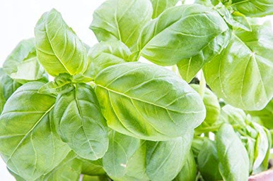 150 Sweet Basil Seeds - Large Leaf Italian Basil - Largest Leaves of ...