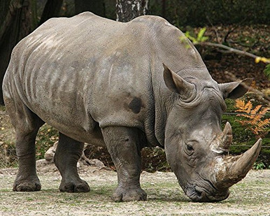 Rhinosaurus Rhino 8 x 10 8x10 GLOSSY Photo Picture - Warehousesoverstock