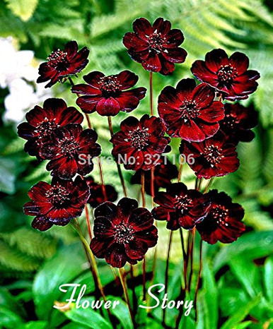 Loss Promotion! 400 Chocolate Cosmos - Blooms all summer long and has ...