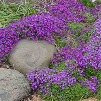 Outsidepride Aubrieta Whitewell Gem - 5000 Seeds - Warehousesoverstock