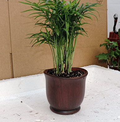 Victorian Parlor Palm - Chamaedorea - 4 inch Ceramic Pot color red ...