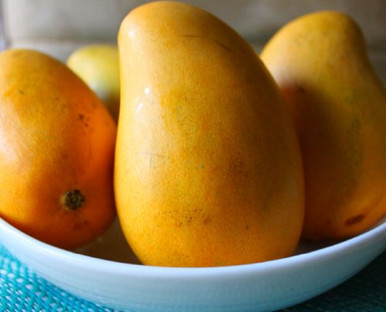 Ataulfo Mango - Mexican Mangoes - Warehousesoverstock