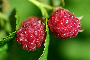 Raspberry Bare Root - 2 Plants - Polana Raspberry Plant Produces Large ...