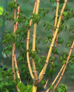 Bihou Japanese Maple Stunning Amber and Apricot Colored Bark - 1 Year ...