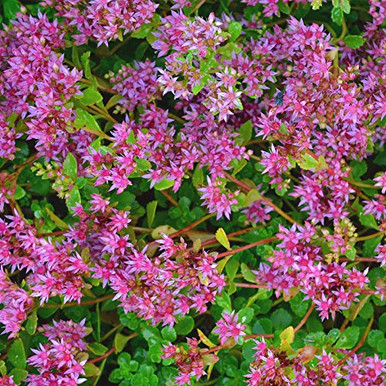 Sedum Seeds - Dragons Blood - 1000 Seeds - Rose Colored Star Flowers ...