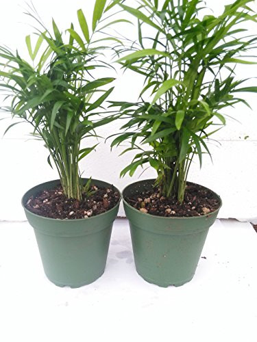 *Two Victorian Parlor Palm - Chamaedorea - Indestructable - 4 inch Pot ...