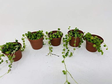 Terrarium and Fairy Garden 5 String of Pearls - Senecio - Easy to Grow ...