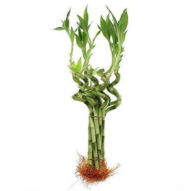 Live Lucky Bamboo 8-Inch Spiral Bamboo - Bundle of 10 Stalks - Live ...