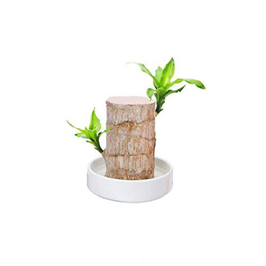 Mini Brazilian Wood - Pot Plants With Petri Dish Lucky Wood Pot Hydroponic Stump Brazilian Wood ...
