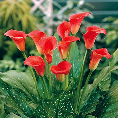 WULOONSO Garden Calla Lily Seeds Rare Flower Bonsai Potted Plant ...