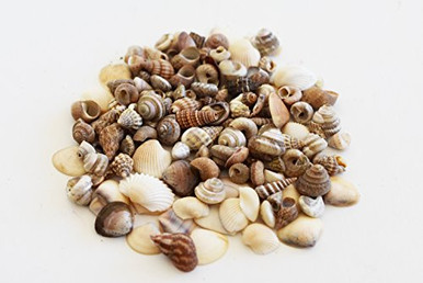 Florida Shells and Gifts Special 1 2 lb Tiny Indian Ocean Shell Mix ...