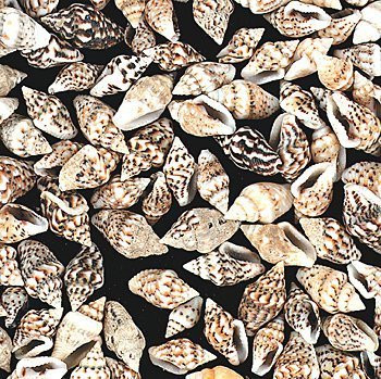 Fun Express Genuine Mini Seashells - 2800 Pieces - Warehousesoverstock