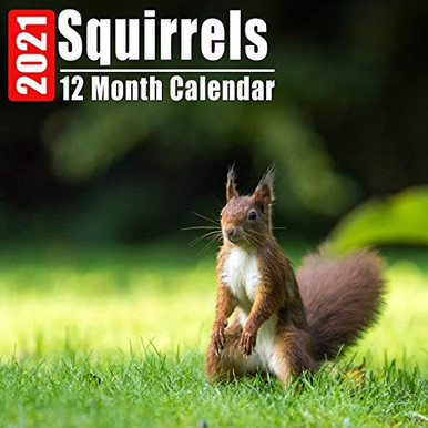 Calendar 2021 Squirrels Cute Squirrel Photos Monthly Mini Calendar With ...