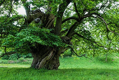 Leyiyi 5x3ft Spring Forest Garden Backdrop National Park View Giant ...