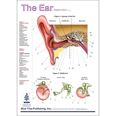 Ear Anatomical Chart Laminated Card for Audiologist and Hearing ...