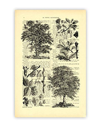 Tree artwork Oak art print Black and white trees chart poster Nature ...