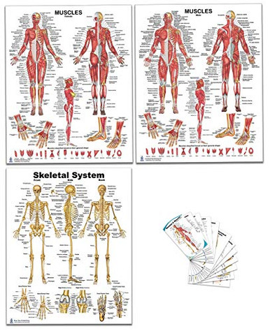 4 Pack - Anatomical Muscle Poster Set and Bonus Pocket Charts Female ...