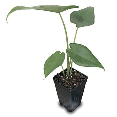 Sumo Elephant Ear Live Plant - Alocasia - Warehousesoverstock