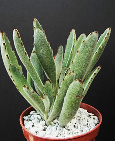 Kalanchoe Tomentosa panda ears velvet rare succulent plant cactus cacti ...
