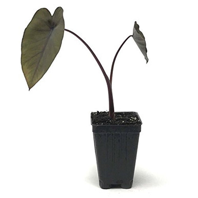 Black Magic Elephant Ear Live Plant - Colocasia esculenta ...