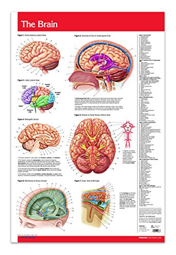 Brain Chart Wall Poster - 24 inch x 36 inch Laminated Brain Poster ...