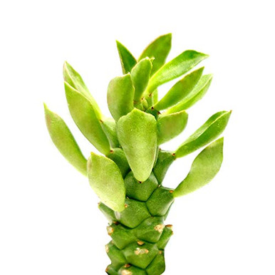 Euphorbia Guentheri Sausage Spurge Rare Succulent with Care Guide 4 ...