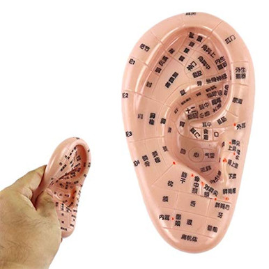 ZLF Ear Reflex Zone Massage Model 13CM Standard Ear Acupoint Meridian ...