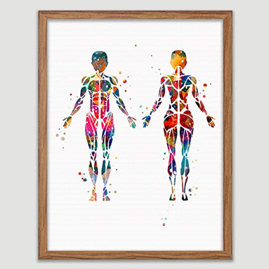 Female Muscular System Watercolor Poster Human Body Print Human Muscles ...
