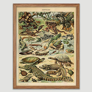 Reptiles Antique Poster Wild Life Art Print Reptile Chart Wall Decor ...