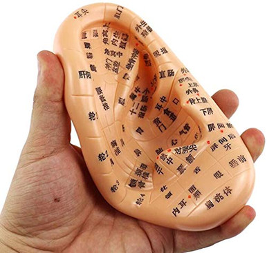 LBYLYH Definition Ear Reflex Zones Model Massage - Acupuncture Ear ...
