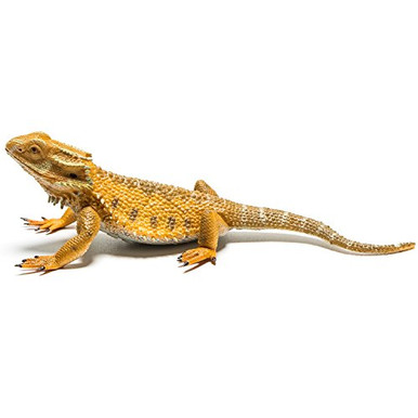 Collecta Bearded Dragon Lizard Toy Figure - Authentic Hand Painted ...
