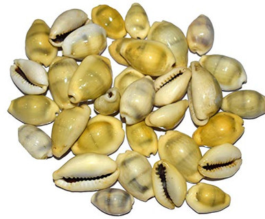 21 x YELLOW COWRIE SHELLS Pooja Puja Kawdi Mahalaxmi Vishnu Hindu - 21 ...