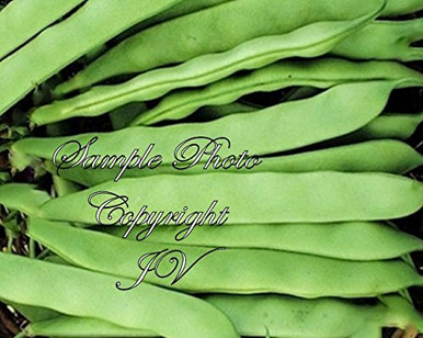 Roma Bush Bean 75 Seeds Garden Vegetable Seeds Natural Non GMO Italian ...